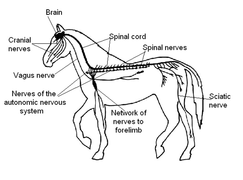 Animal Receptor Organs